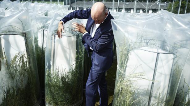Frøselskab bruger millioner på udvikling af tørketolerant græs