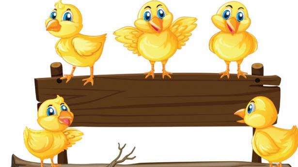 Alle mine kyllinger kom hjem